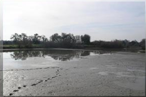 Constructed Wetlands - Free Water Surface Wetlands